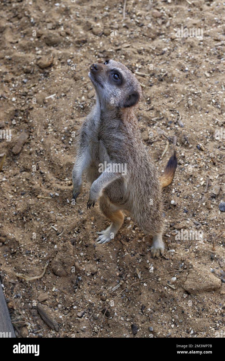 A vertical closeup shot of a meerkat standing on its back feet and ...