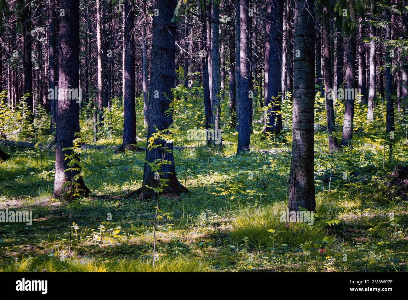 Beautiful Sunset Sunrise Sun Sunshine In Sunny Summer Coniferous Forest ...
