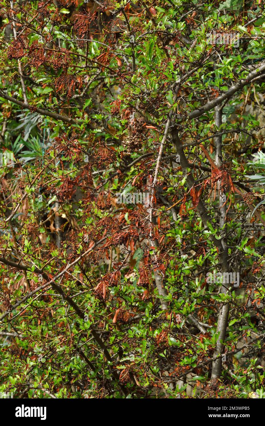 Firethorn, Pyracantha coccinea Dead branches and leaves caused by ...