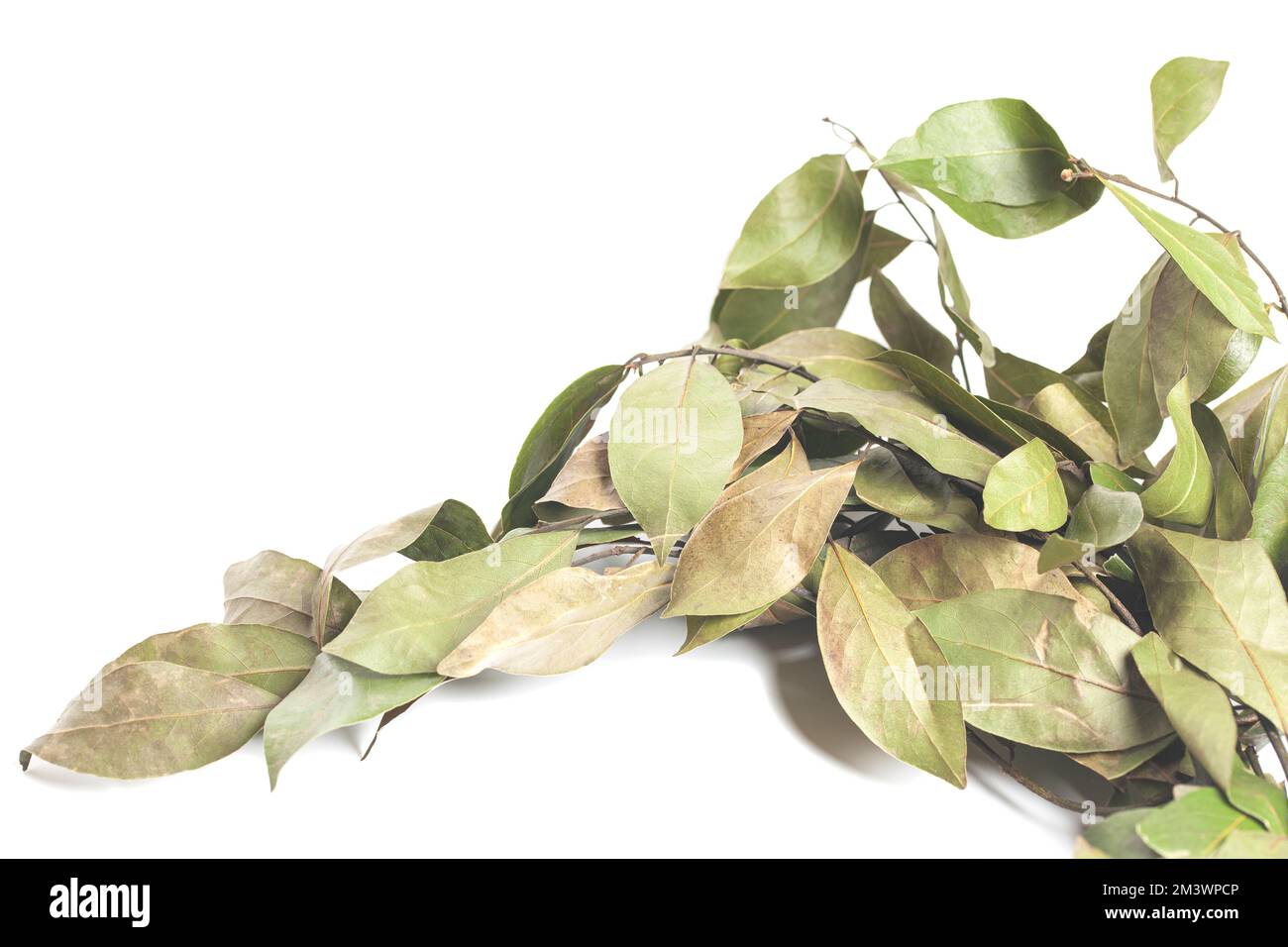 Dry bay leaves isolated on white. Dried laurel leaf seasoning Stock ...