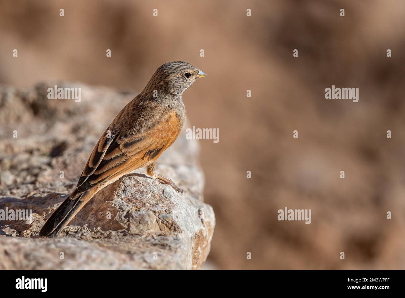 House bunting bird hi-res stock photography and images - Alamy