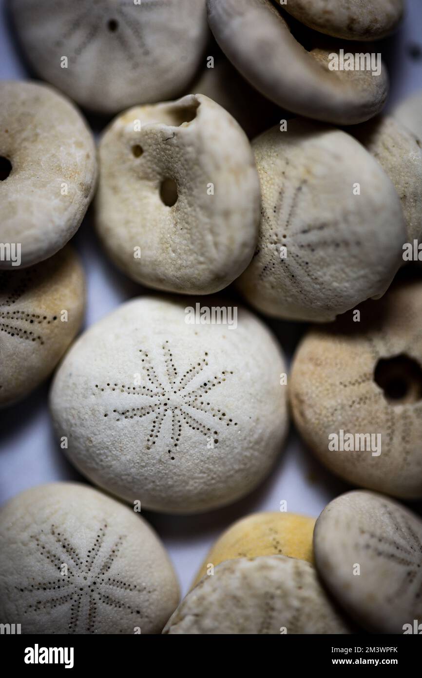 A top view of sea urchin skeletons Stock Photo - Alamy
