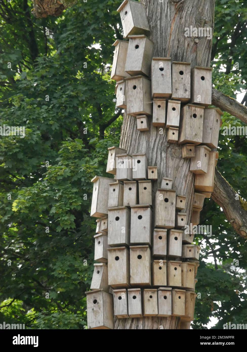 A vertical shot of wooden birdhouses in different sizes on a tree Stock ...