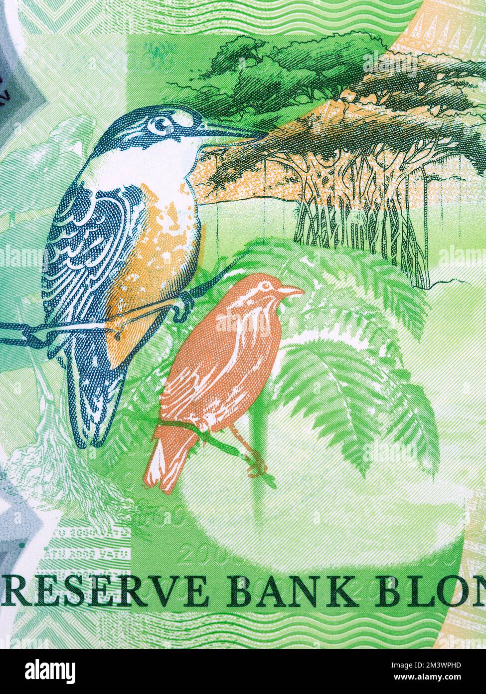Birds and trees from Vanuatu money - vatu Stock Photo - Alamy