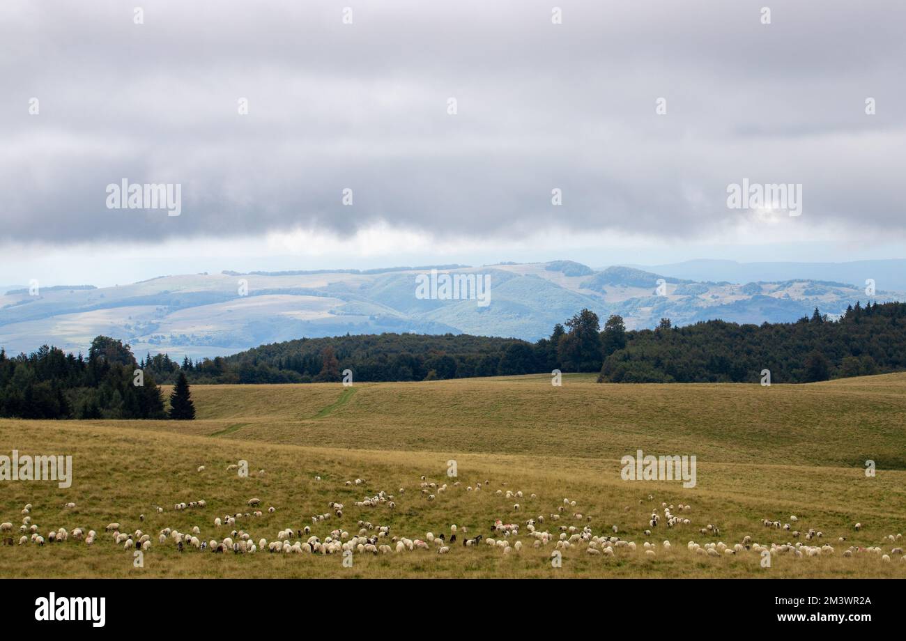A landscape view of the livestock in the field with lush trees and ...