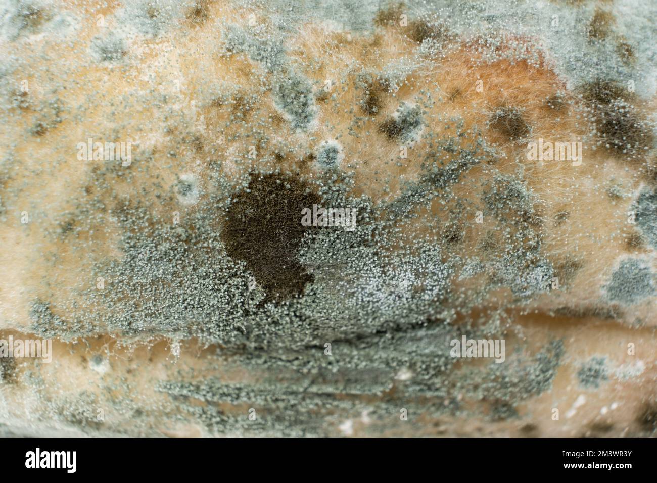 Mold on bread, macro, top view. The danger of mold, stale products ...
