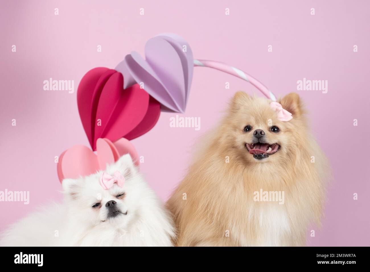 A cute Spitz dog couple in the studio with hearts on the large ring ...