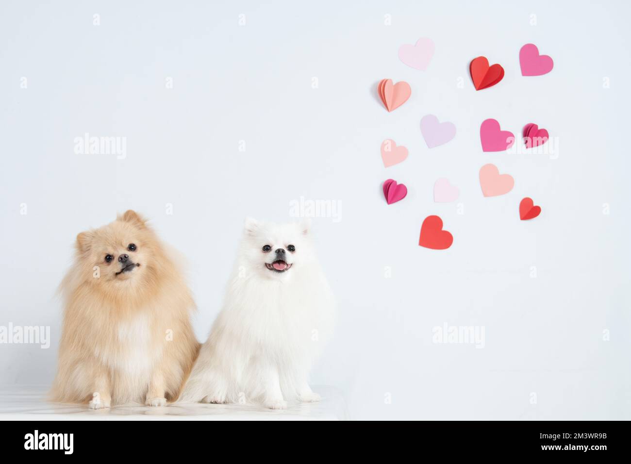 A cute Spitz dog couple in the studio with hearts on the wall Stock ...