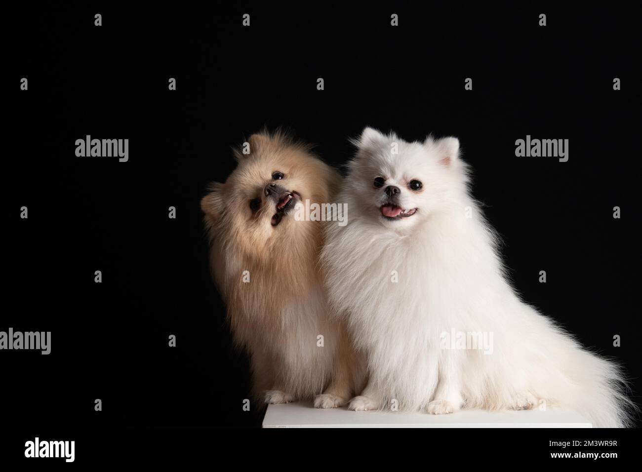 A cute Spitz dog couple in the studio against a black background Stock ...