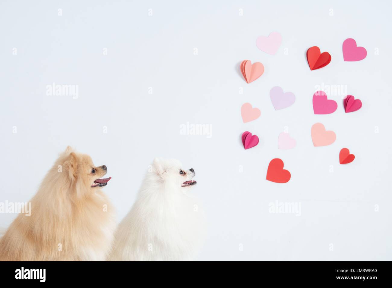A cute Spitz dog couple in the studio with hearts on the wall Stock ...