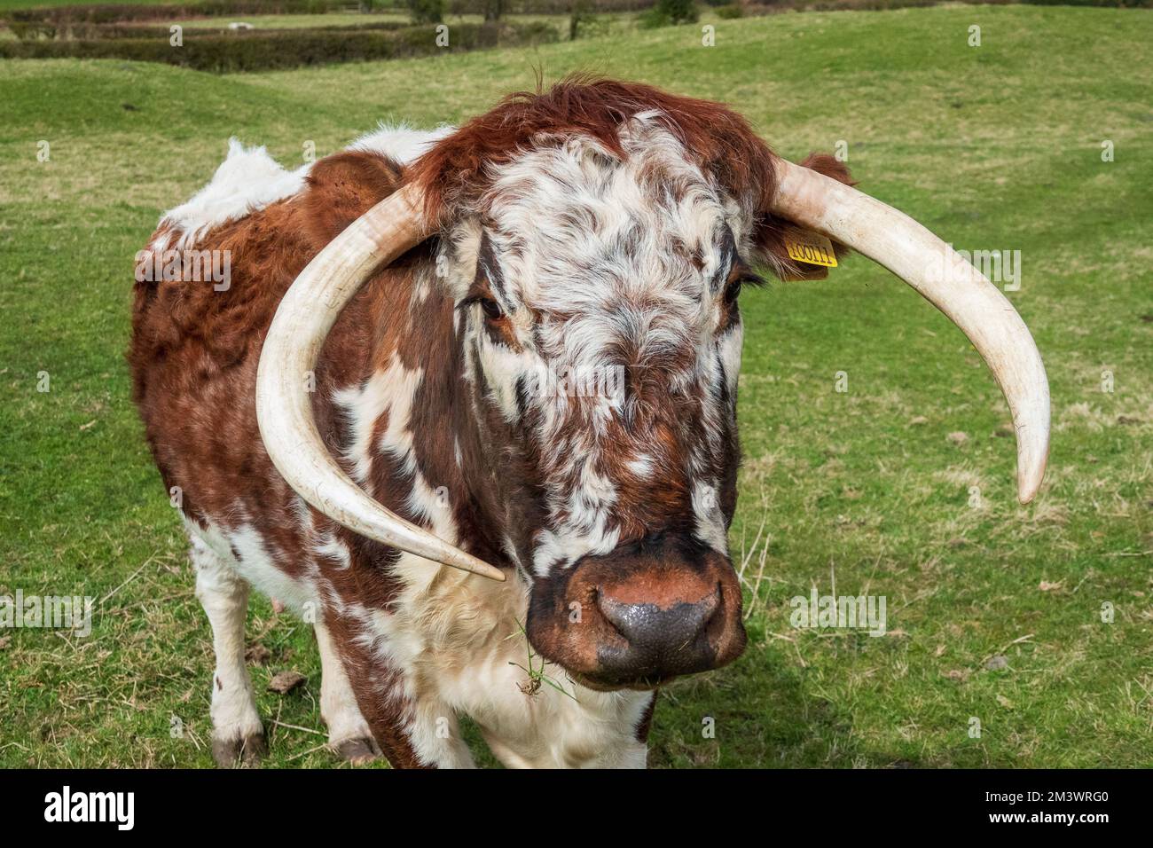 English Longhorn Cow Stock Photo - Alamy