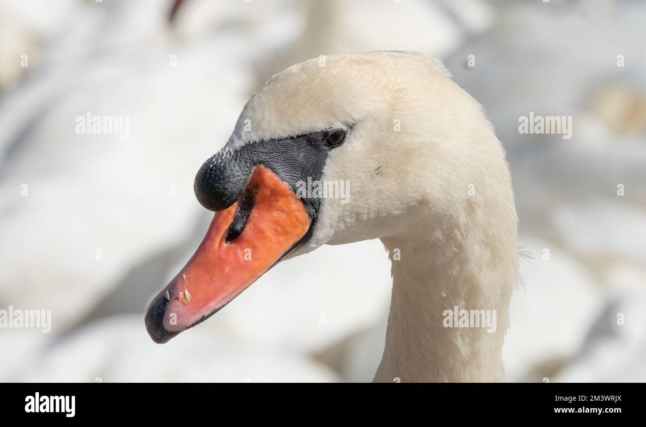 Male Mute Swan Portrait Stock Photo - Alamy
