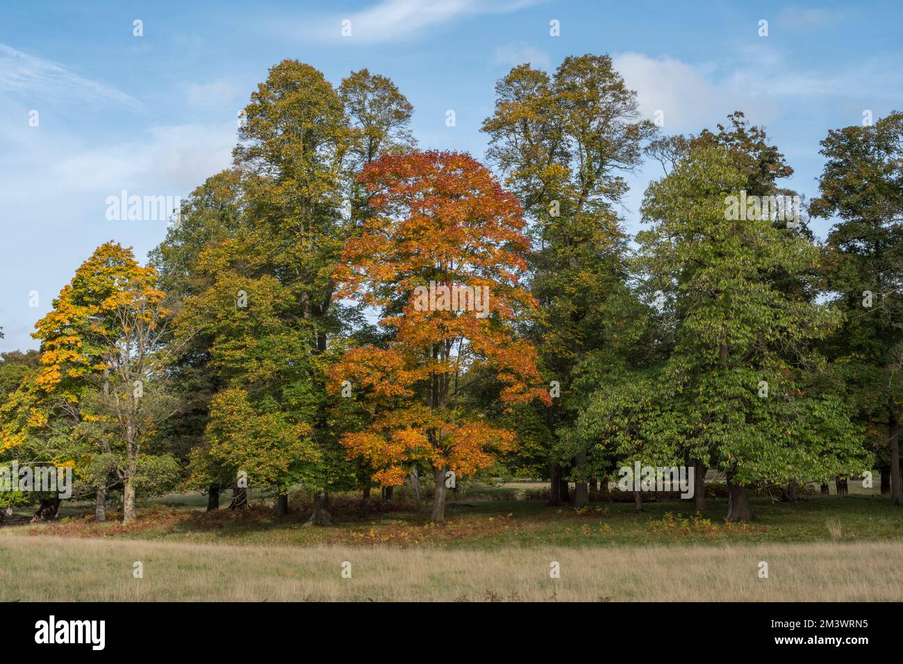 Autumn view of trees changing colour in the autumn in Windsor Great ...
