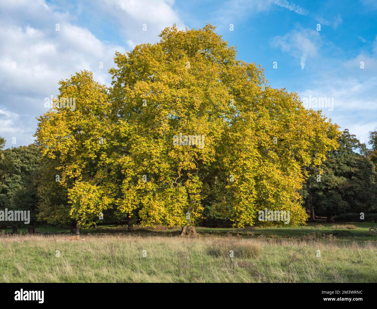 Autumnal colour on an oak tree in Richmond Park, London, UK Stock Photo ...