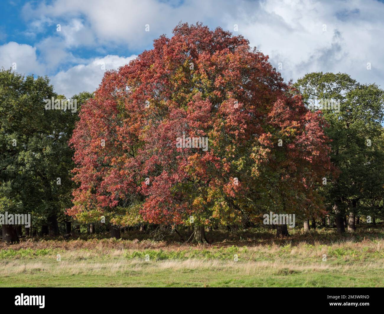 Autumnal colour on trees in Richmond Park, London, UK Stock Photo - Alamy