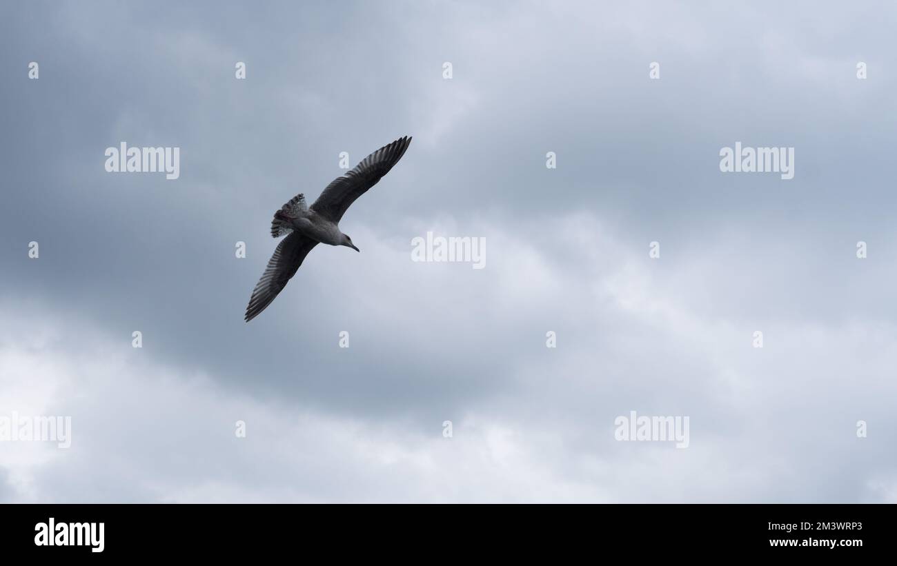 A view of lonely bird soaring in the gloomy sky Stock Photo - Alamy
