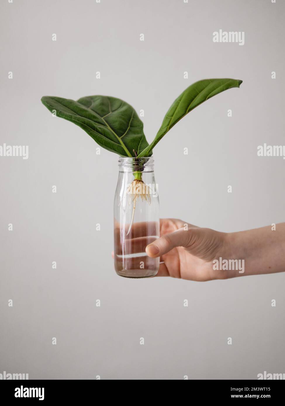Propagating Fiddle Leaf Fig. Female hand hold glass bottle with water ...