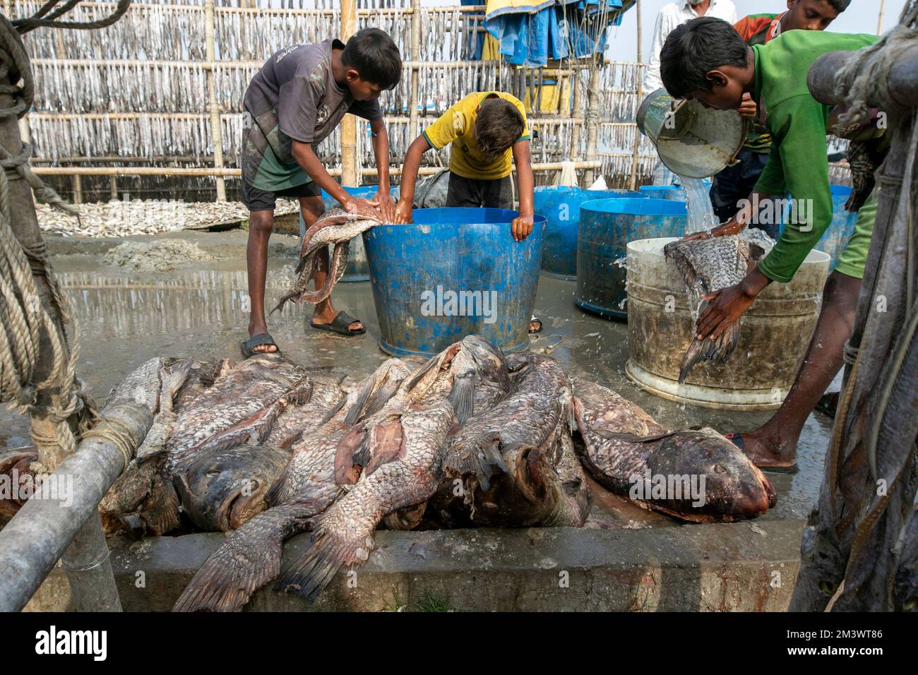 The dry fish procession village at Diamond Ghat in Chattogram ...