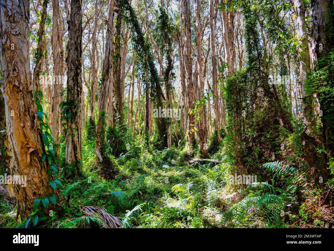 A forest with tall trees and bracken fern on a sunny day in Central ...