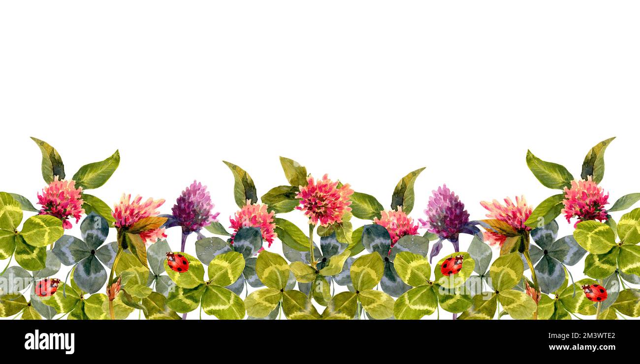 Watercolor pink clovers with leaves banner on white background. Summer ...
