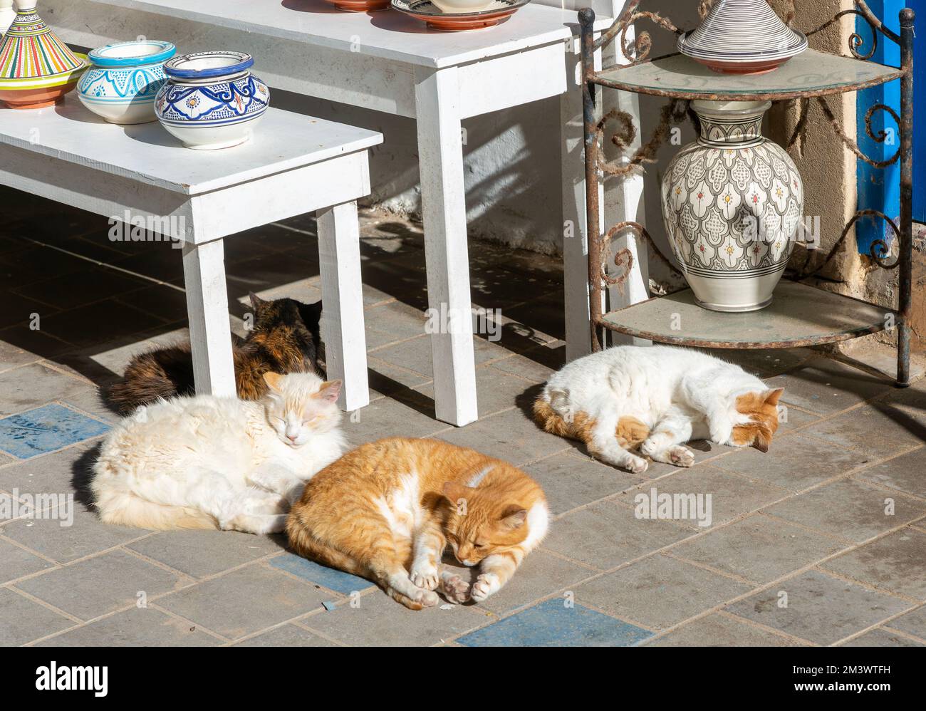 Group of cats sleeping hi-res stock photography and images - Alamy