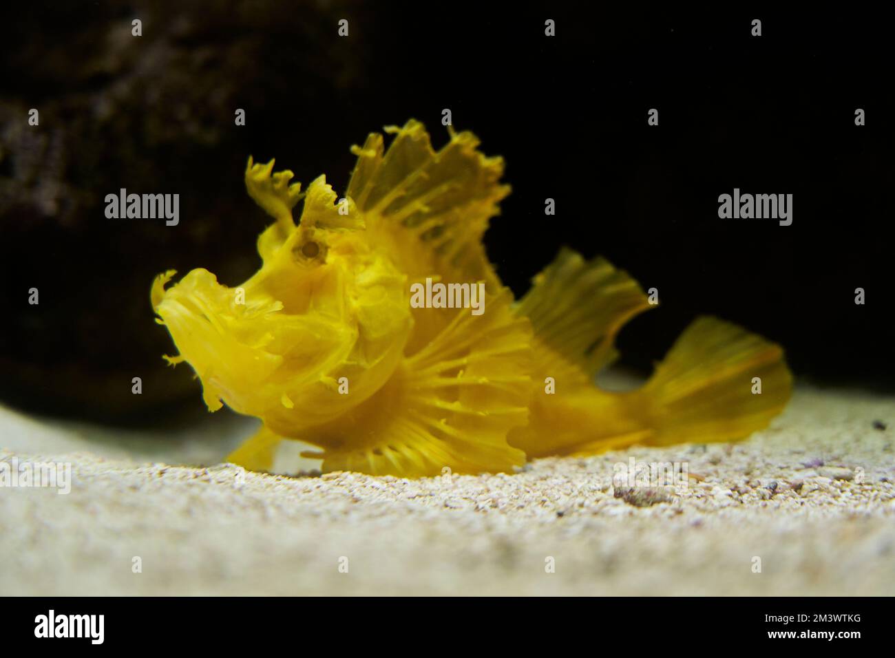 Muenster, Germany - 07 30 2022: Rhinopias frondosa, the weedy ...