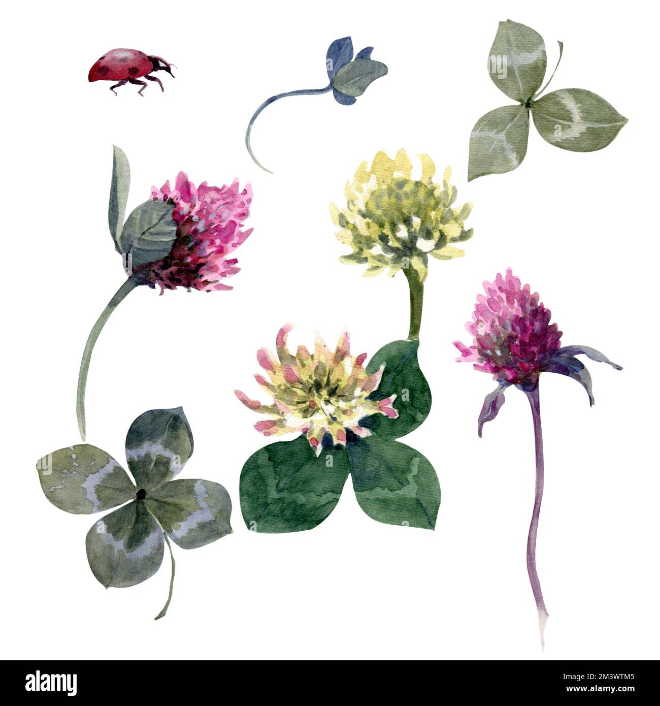 Watercolor pink and red clover, shamrock wild field flower isolated on ...