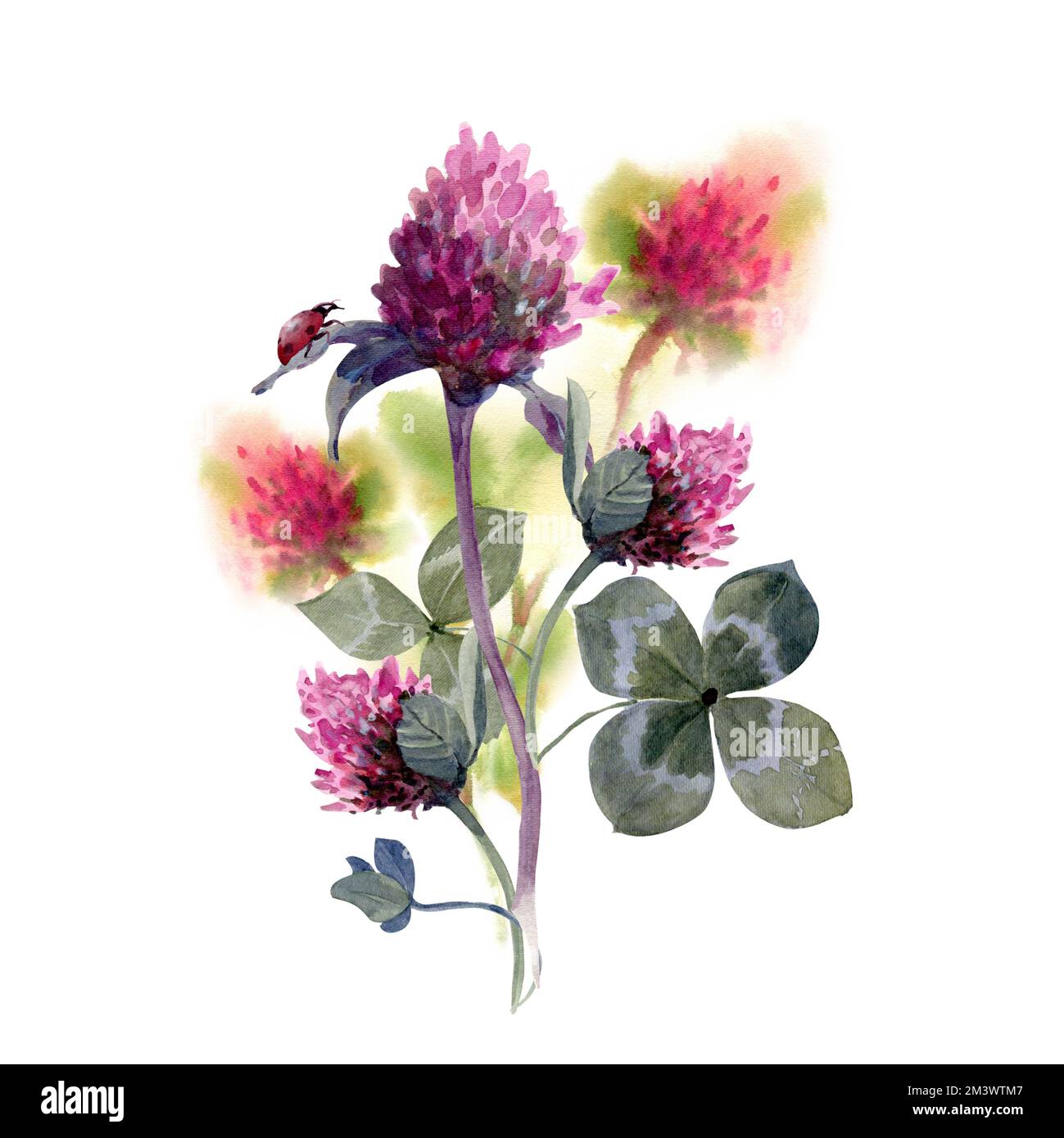 Watercolor drawing bouquet of clover flowers, green four leaf clover ...