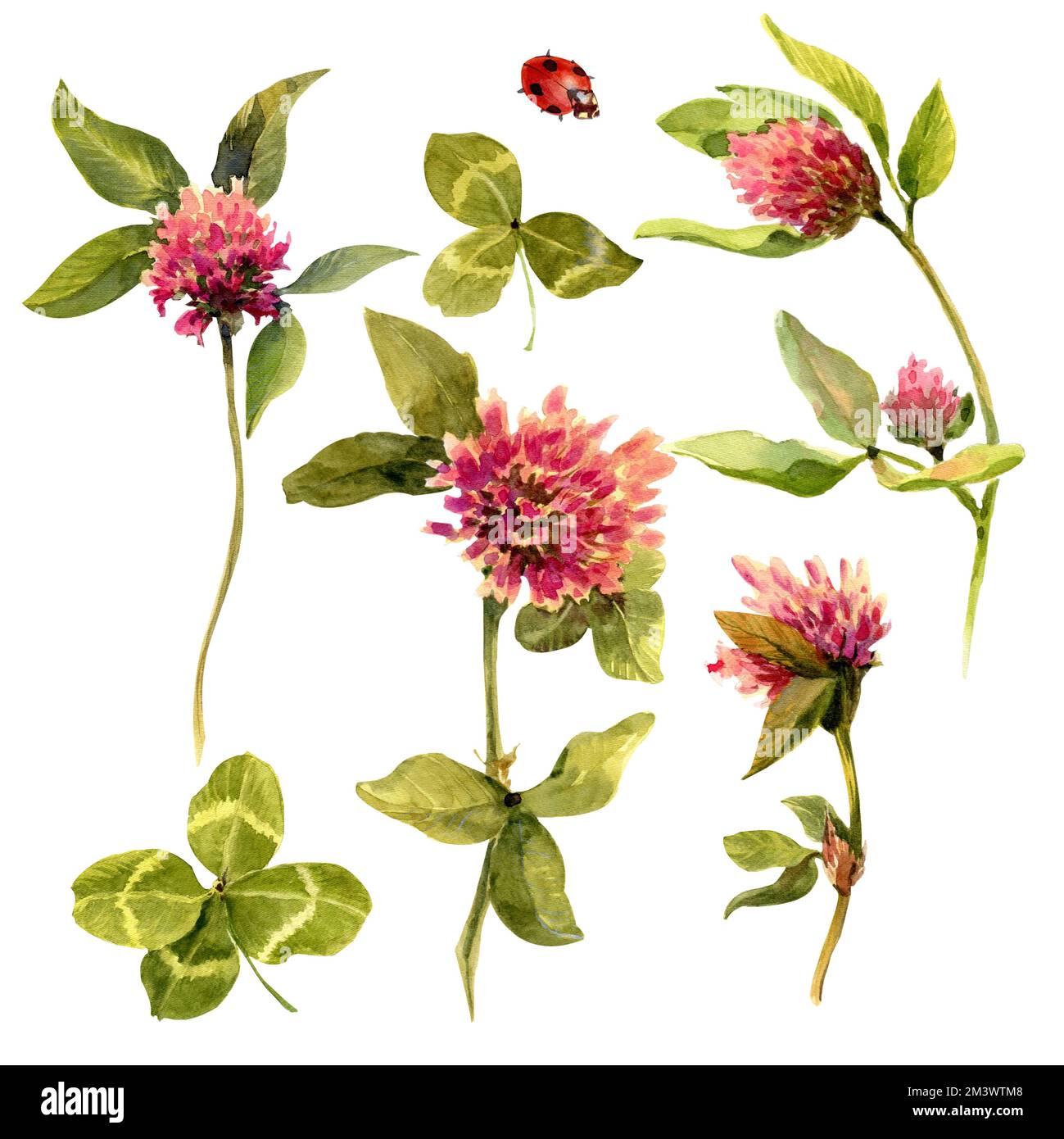 Fresh plants of clover isolated on white background. Botanical ...