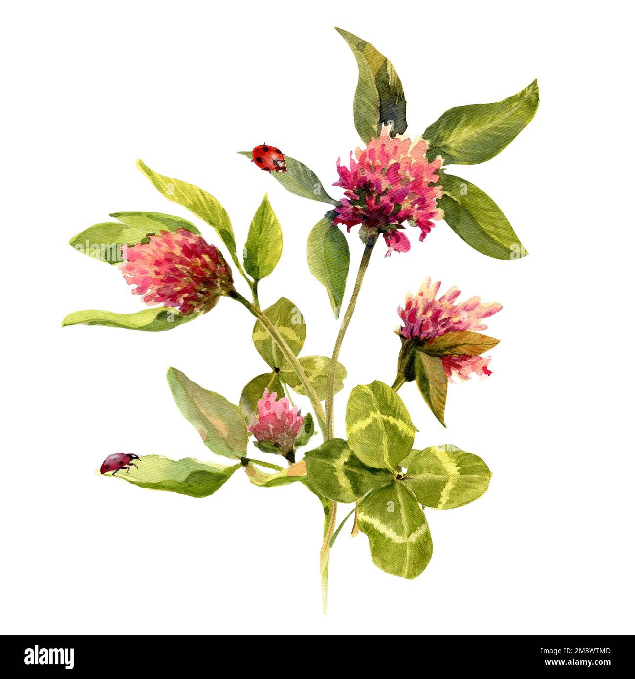 Watercolor drawing bouquet of clover flowers, green four leaf clover ...