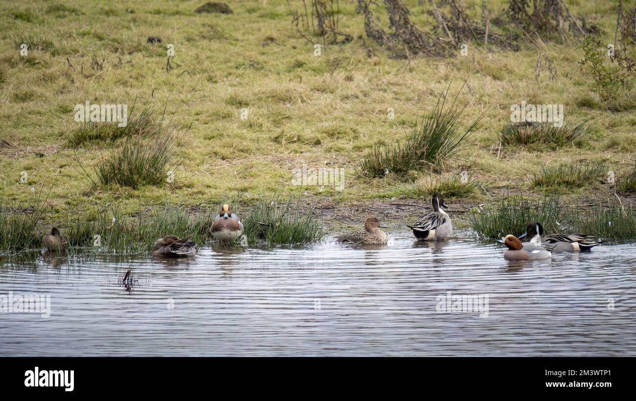 Widgeon and Pintails on winter river, UK. Anas penelope and Anas acuta ...
