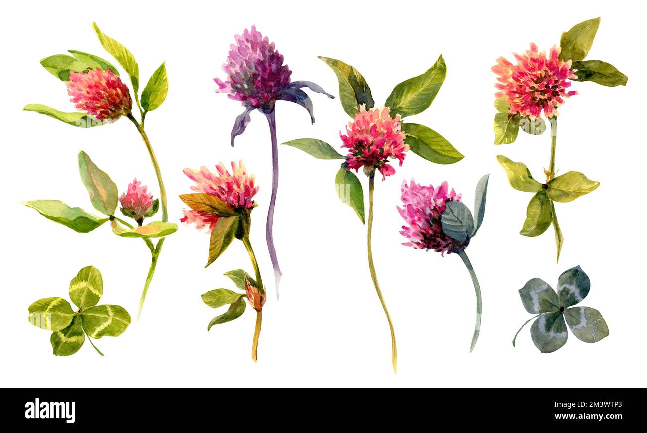 Set of clover isolated on white background. Botanical Illustration in ...