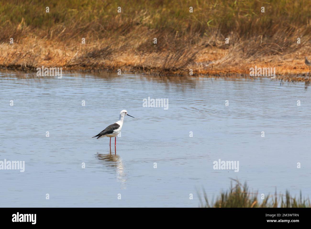 The pied avocet a large black and white wader in the avocet. African ...