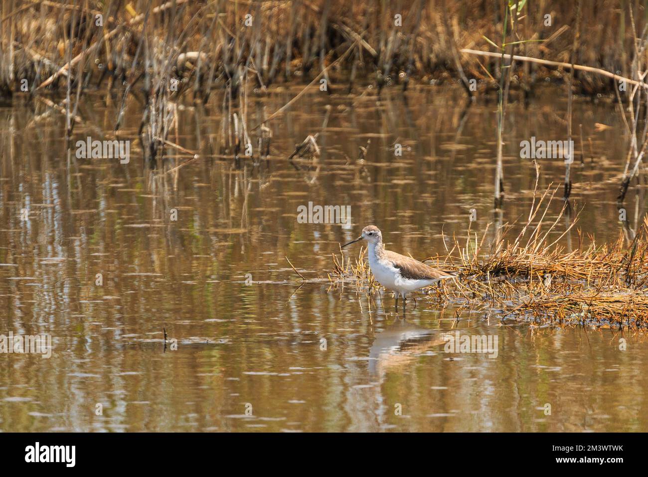 The pied avocet a large black and white wader in the avocet. African ...