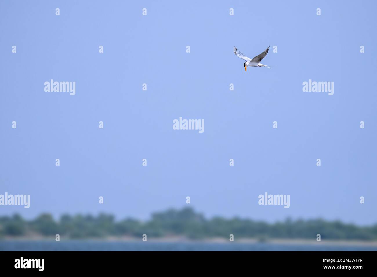 A river tern flying over a lake in search of food in blue sky Stock ...