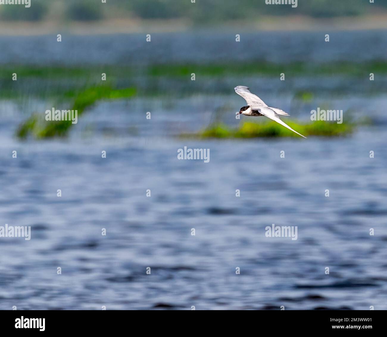 A river tern flying over a lake in search of food in blue sky Stock ...