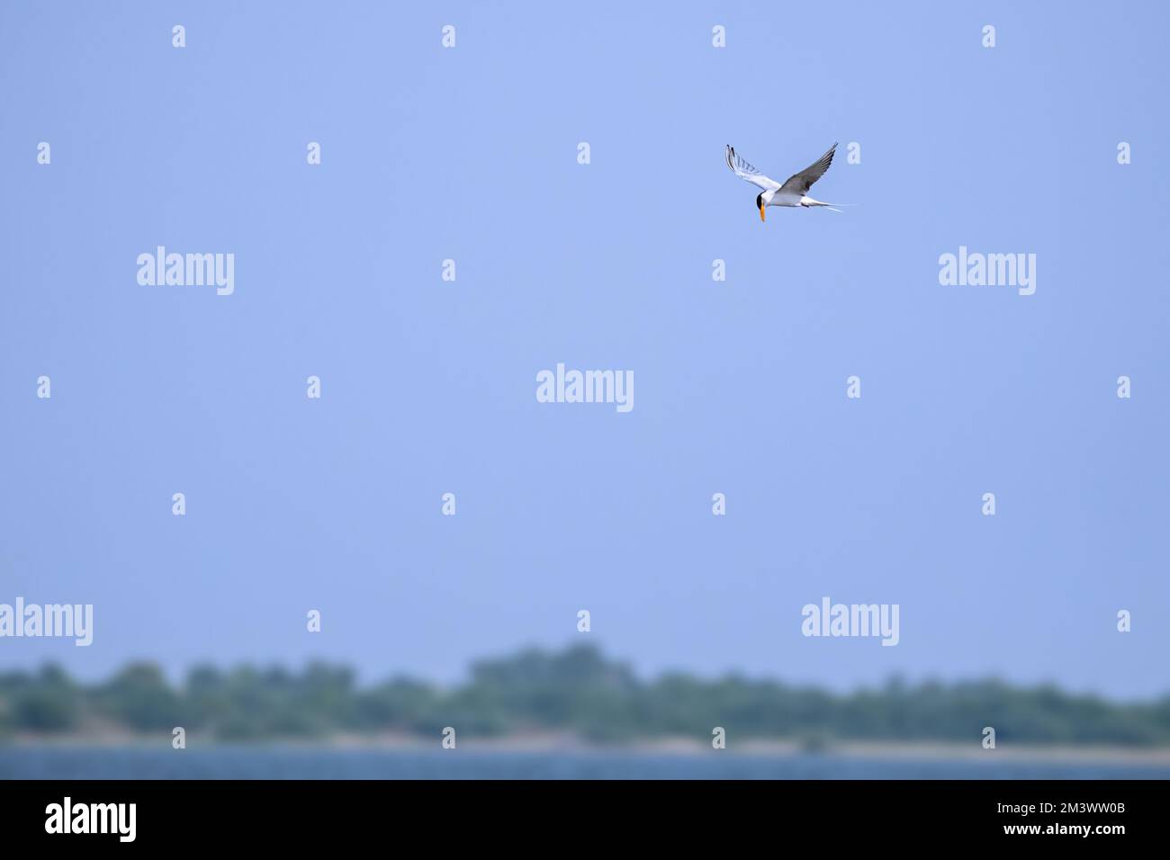 A river tern flying over a lake in search of food in blue sky Stock ...