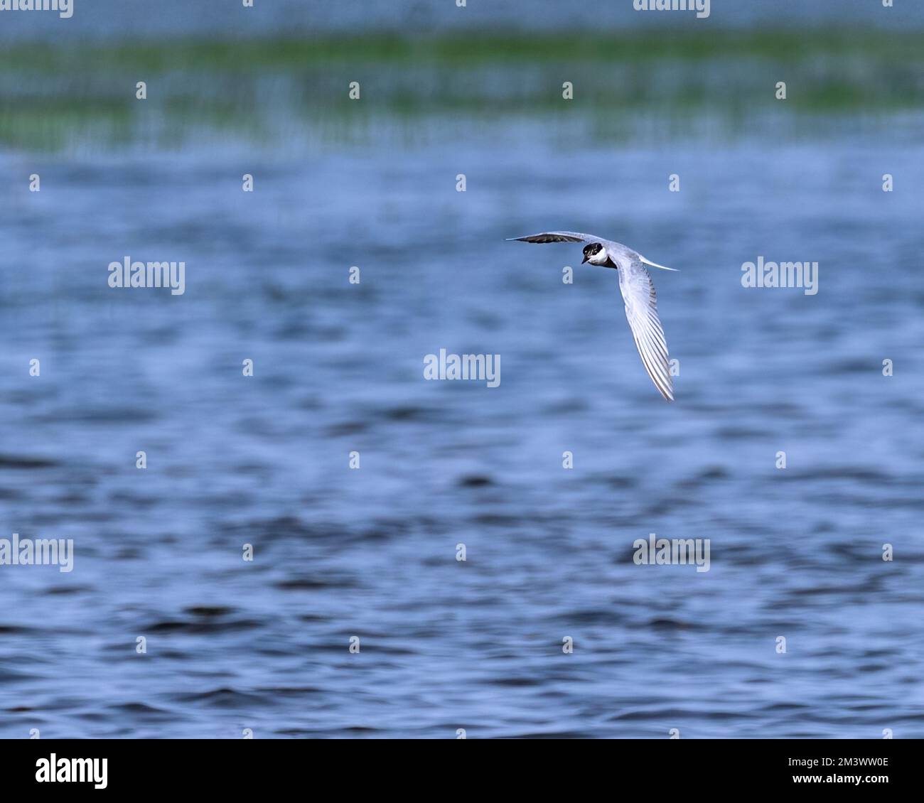 A river tern flying over a lake in search of food in blue sky Stock ...
