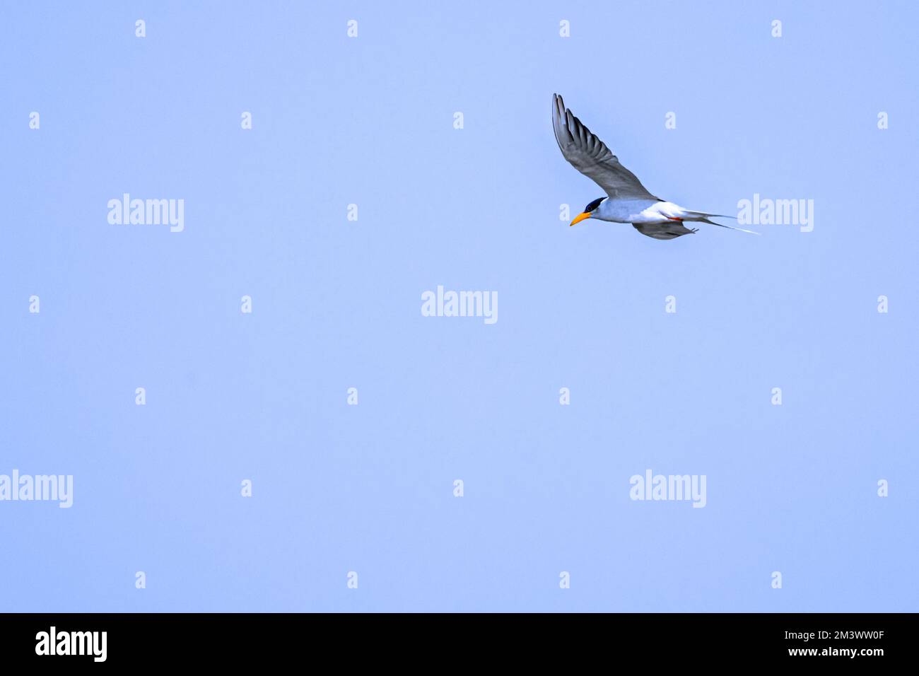 A river tern flying over a lake in search of food in blue sky Stock ...