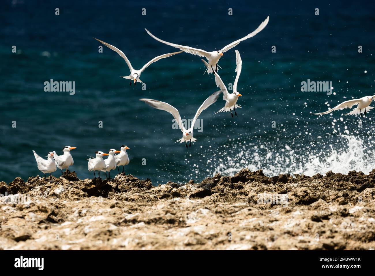 A flock Royal tern birds flying over a flock of birds on the beach ...
