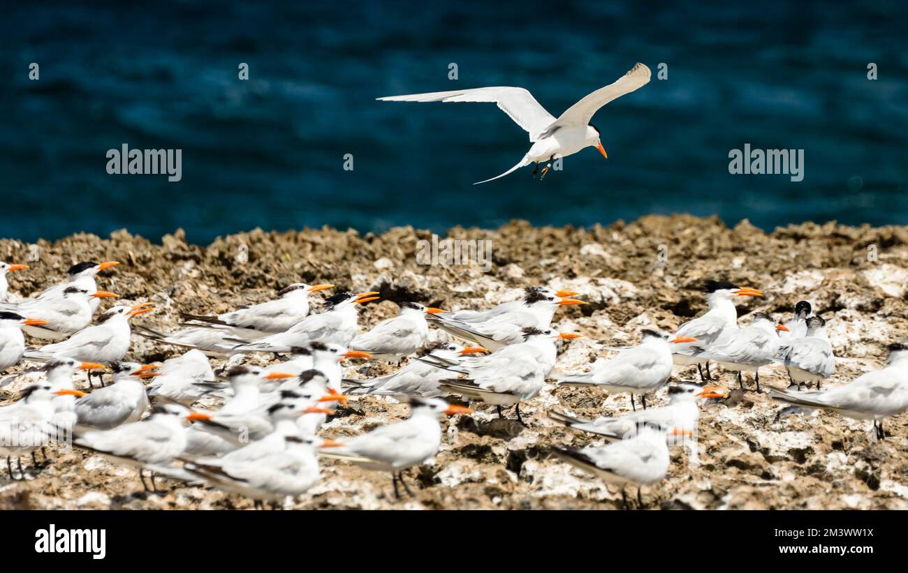 A Royal tern bird flying over a flock of Royal tern birds on the beach ...