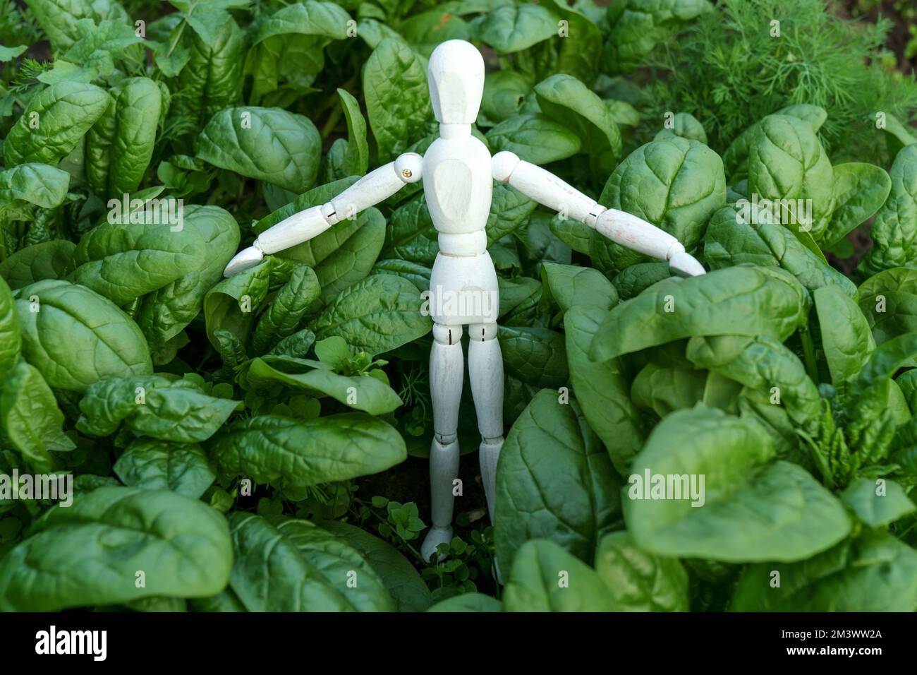 Wooden mannequin on lettuce leaves. Harvesting. Selective focus Stock ...