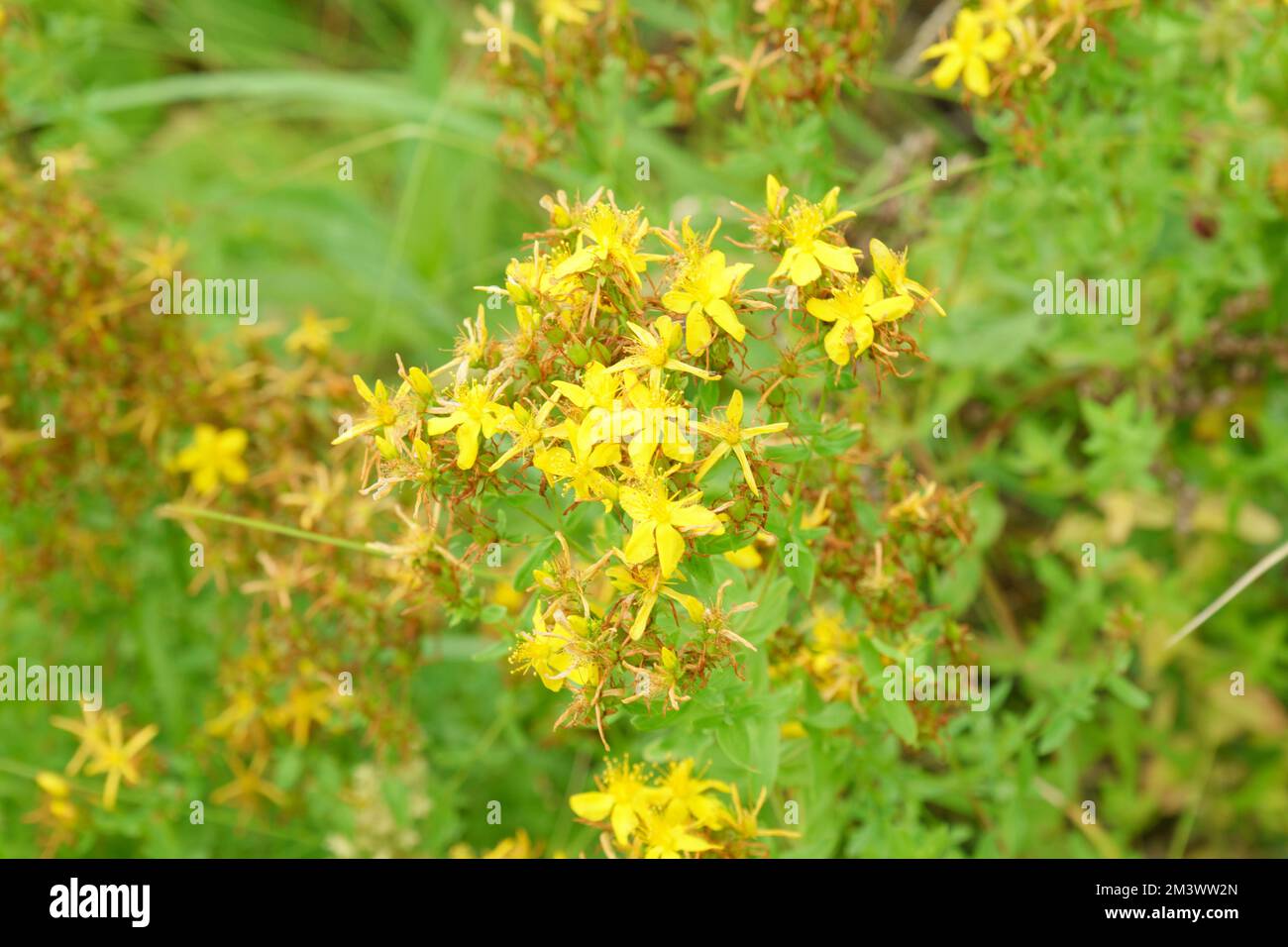 Hypericum flowers Hypericum perforatum or St Johns wort on the meadow ...
