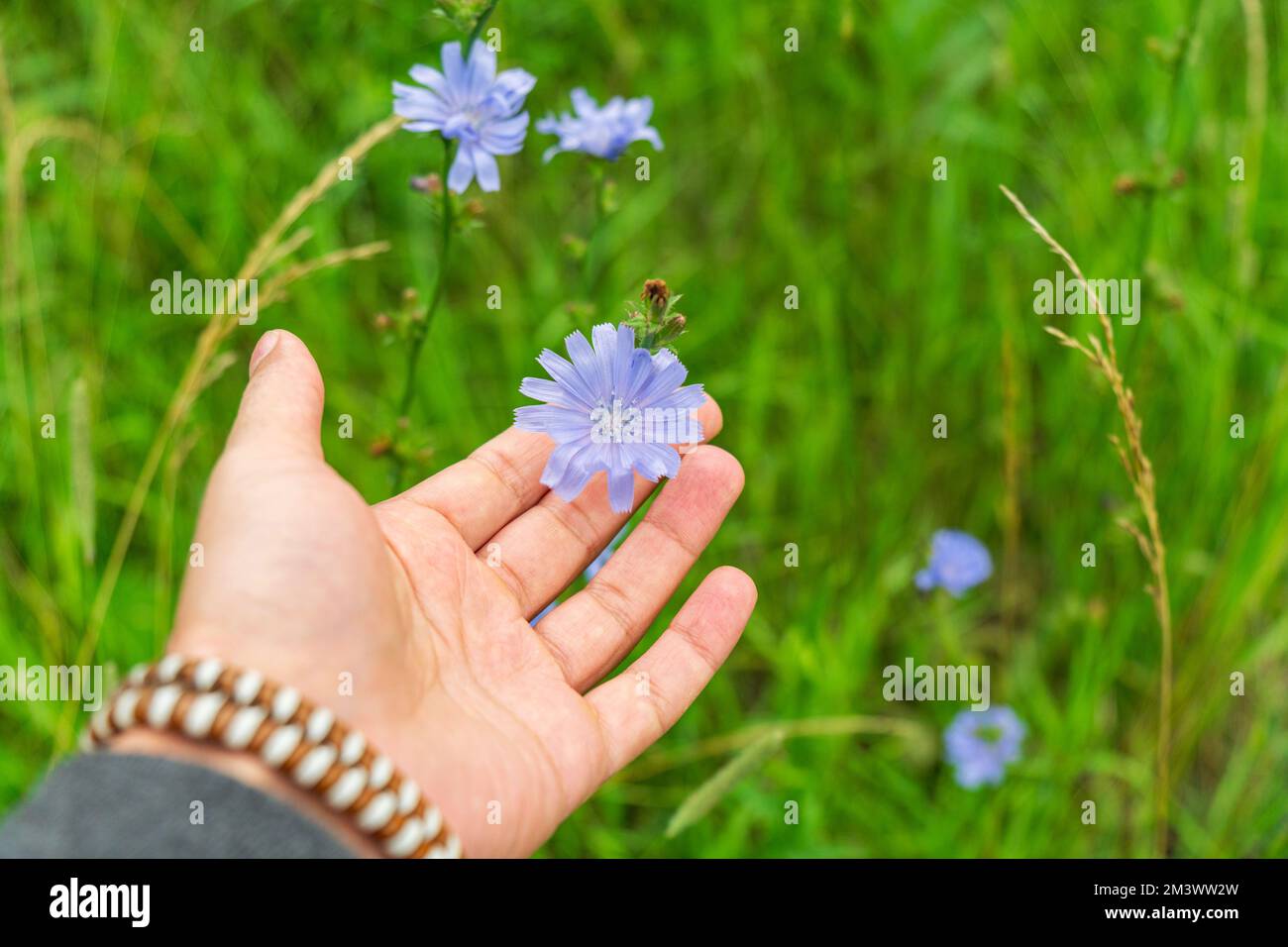 Blue flowers of natural chicory in summer floral background. Cichorium ...
