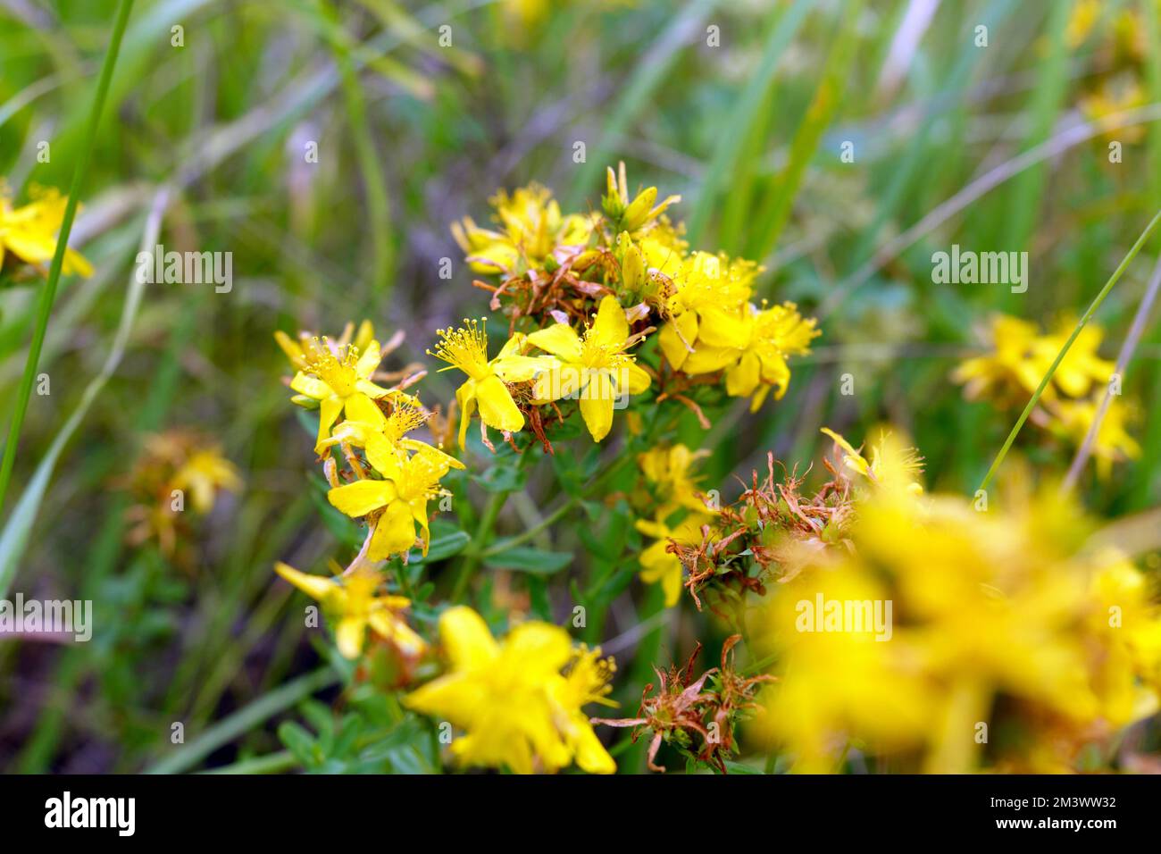 Hypericum flowers Hypericum perforatum or St Johns wort on the meadow ...