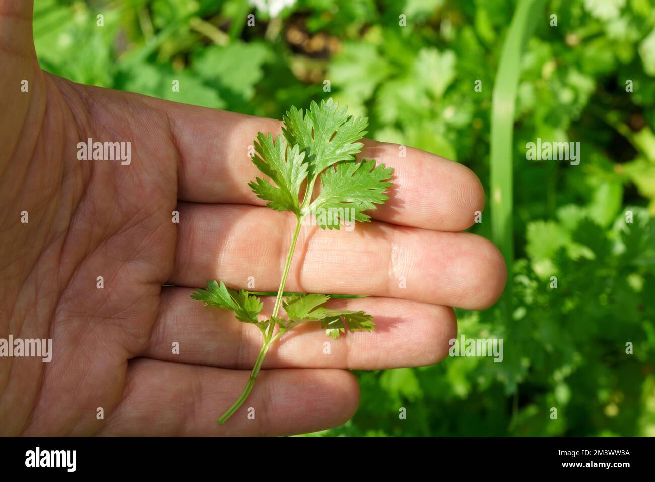 Growing green coriander cilantro leaves in vegetable plot. Harvest ...