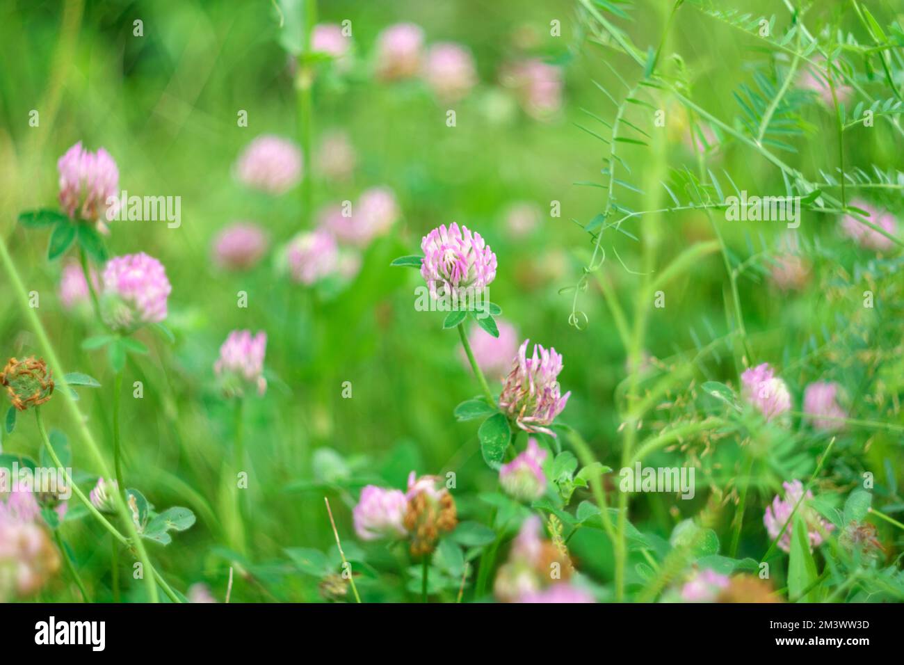 Flowers of violet clover Trifolium repens.The plant is edible ...