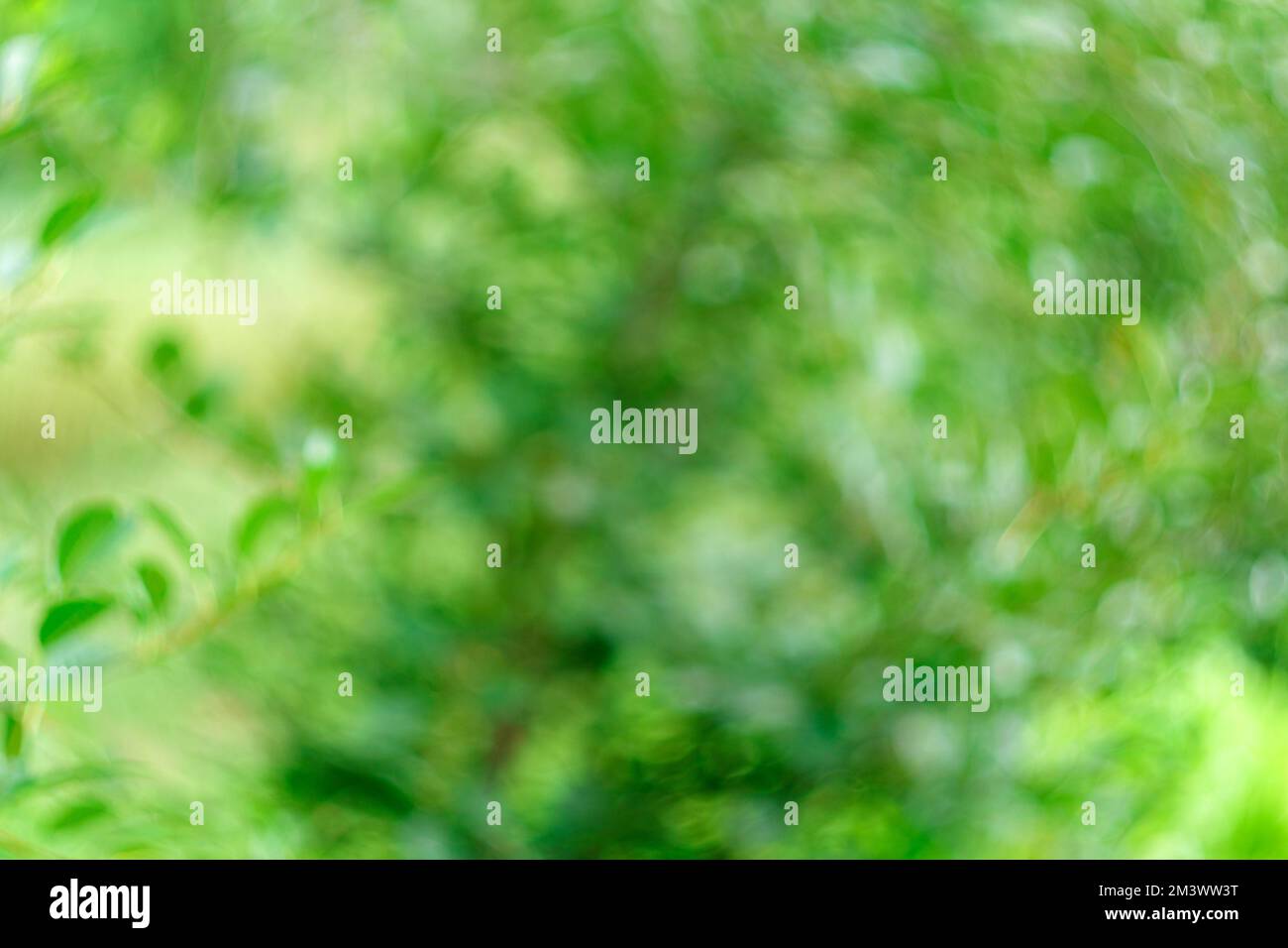 Bokeh of light, green grass and trees. Sun rays. Blurred unfocused ...
