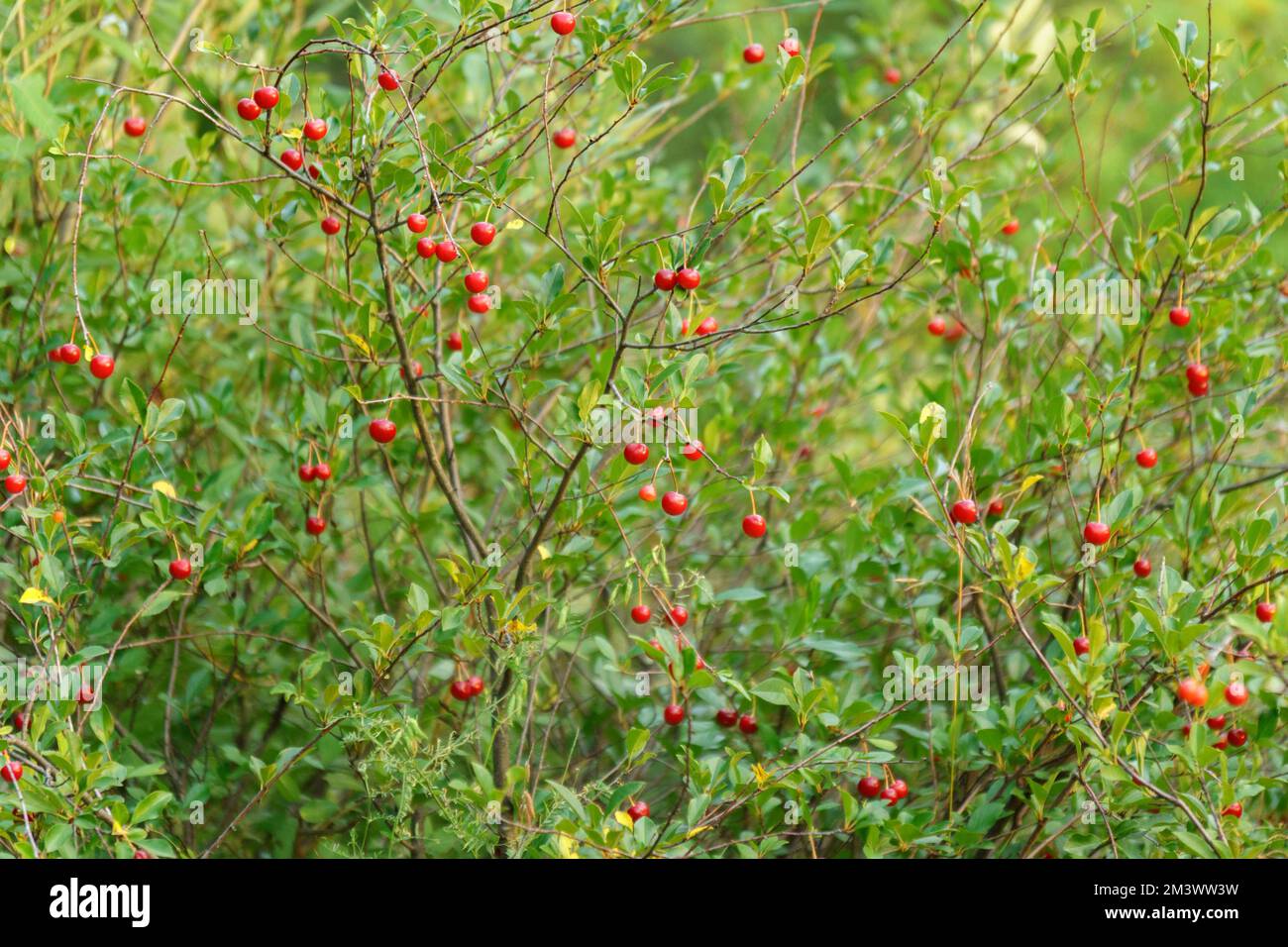 Ripe wild cherries sweet cherry tree branch. Summer. Juicy sweet ...