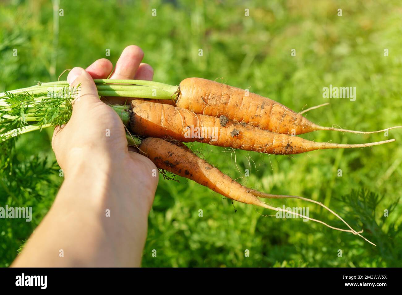 Carrots picked from garden, harvesting season in the garden ...